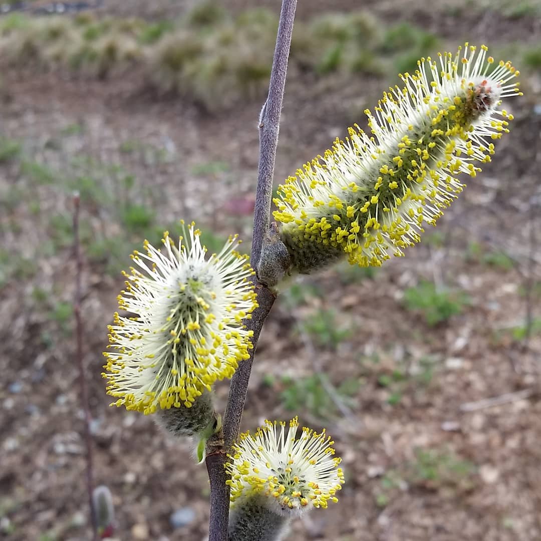 Restoring Ecosystems with Hooker's Willow: A Vital Tool for Ecological ...