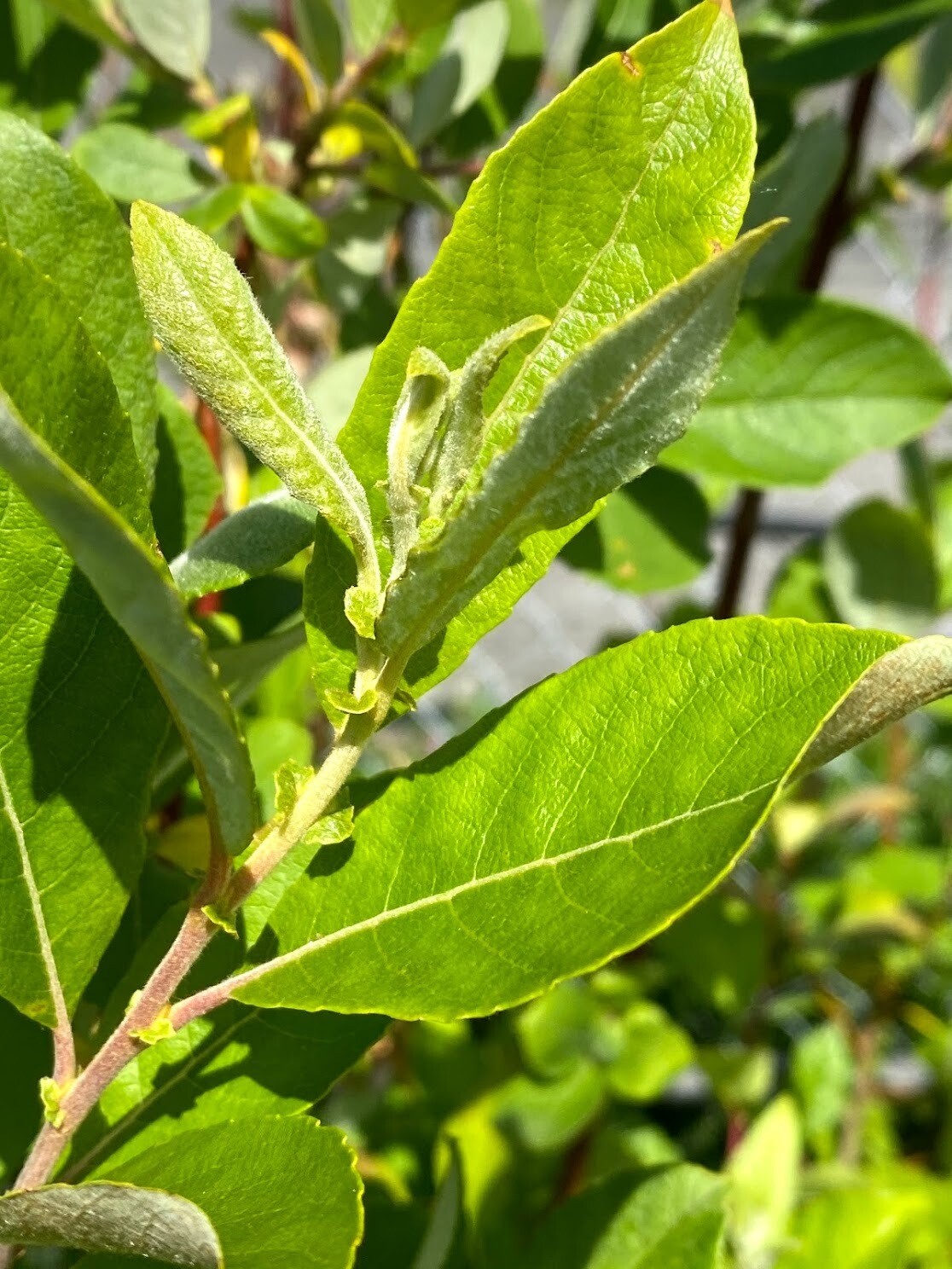 Scouler's Willow (Salix scouleriana): A Comprehensive Guide to ...
