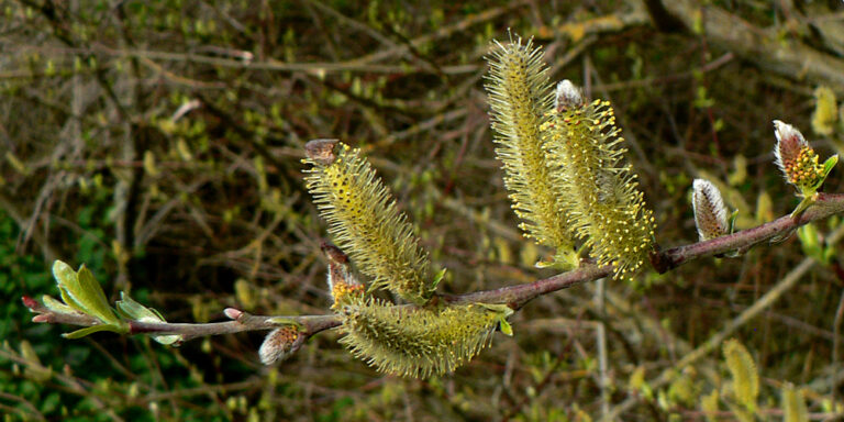 The Ultimate Guide to Sitka Willow: Restoring Ecosystems in the Pacific ...