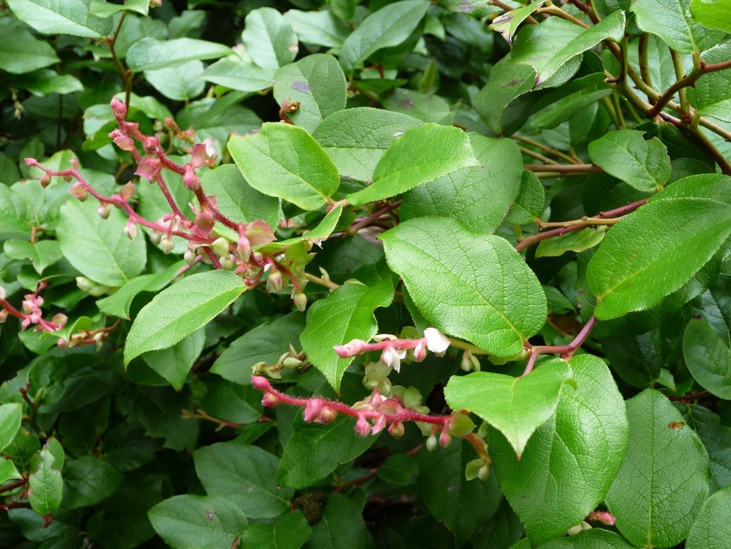 Reviving Pacific Northwest Ecosystems: The Power of Salal Seeds in ...